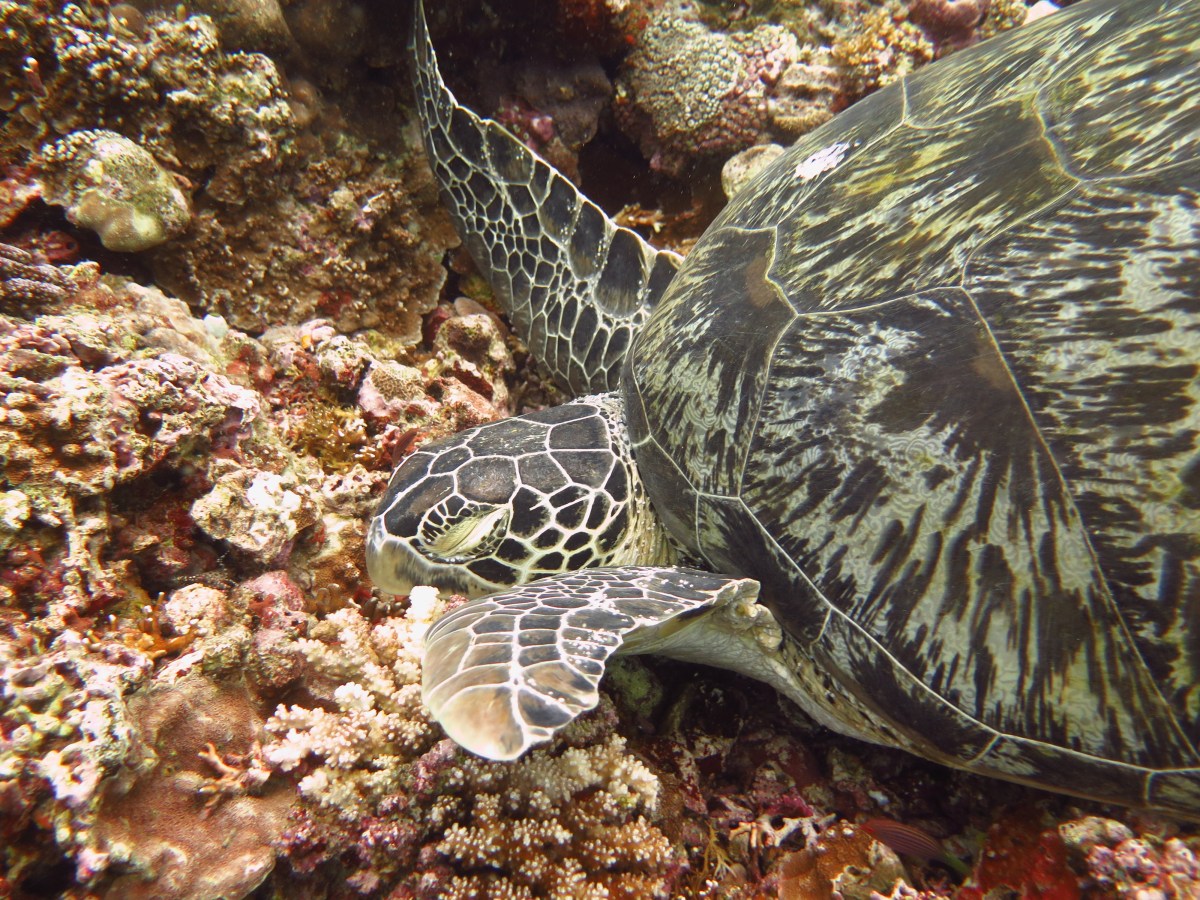 A Magical Nighttime Scuba Dive | Where the F is Beth?